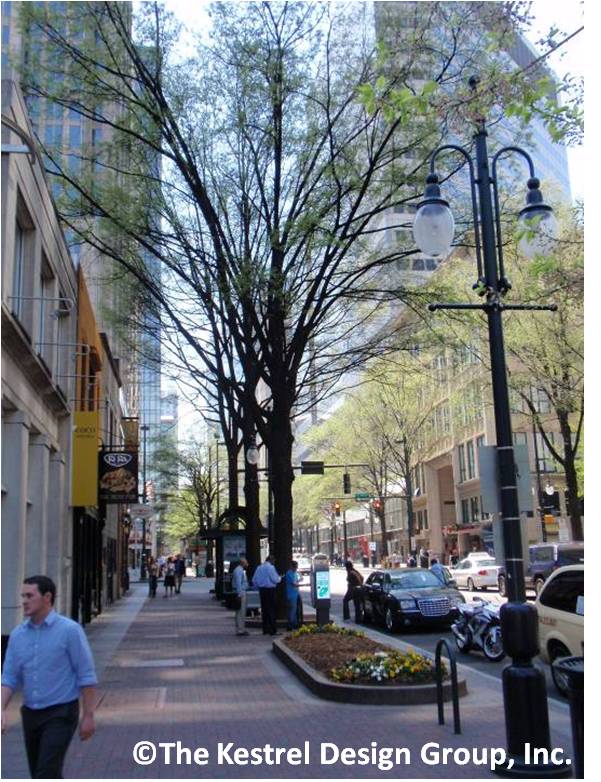 Construction guidelines for tree trenches and tree boxes | Minnesota ...